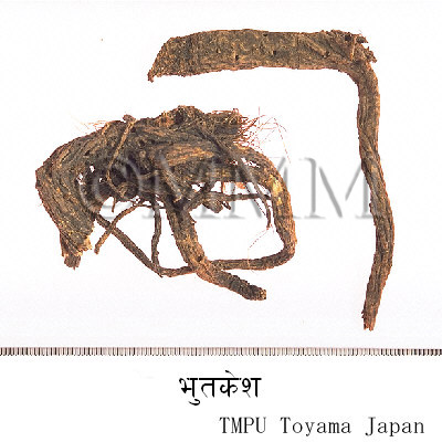 民族薬物データベース