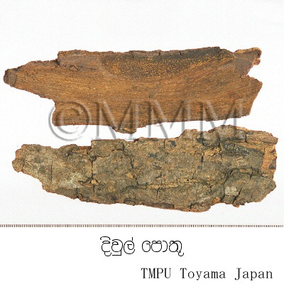 民族薬物データベース