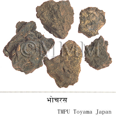 民族薬物データベース