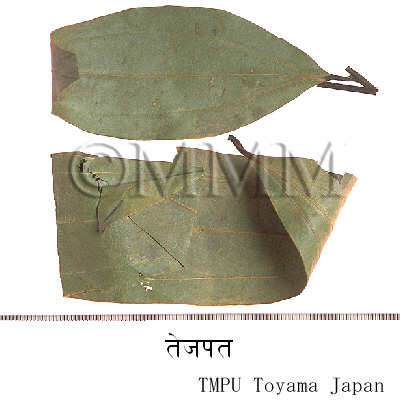 民族薬物データベース