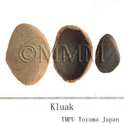 The Data Base of Ethno-medicines in the world (ETHMEDmmm)