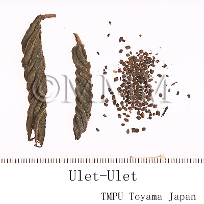 The Data Base of Ethno-medicines in the world (ETHMEDmmm)