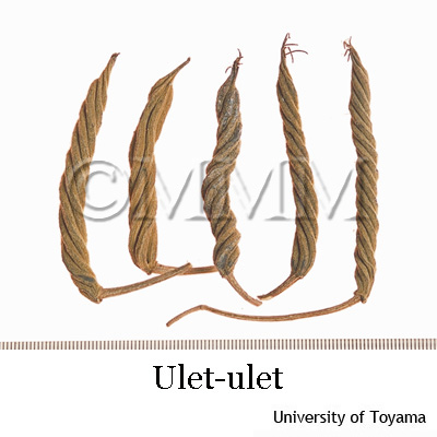 The Data Base of Ethno-medicines in the world (ETHMEDmmm)