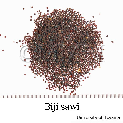 The Data Base of Ethno-medicines in the world (ETHMEDmmm)