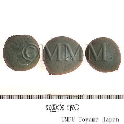 The Data Base of Ethno-medicines in the world (ETHMEDmmm)