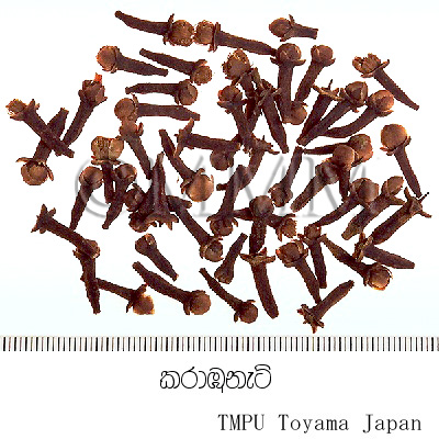 The Data Base of Ethno-medicines in the world (ETHMEDmmm)