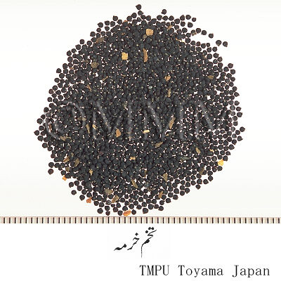 The Data Base of Ethno-medicines in the world (ETHMEDmmm)